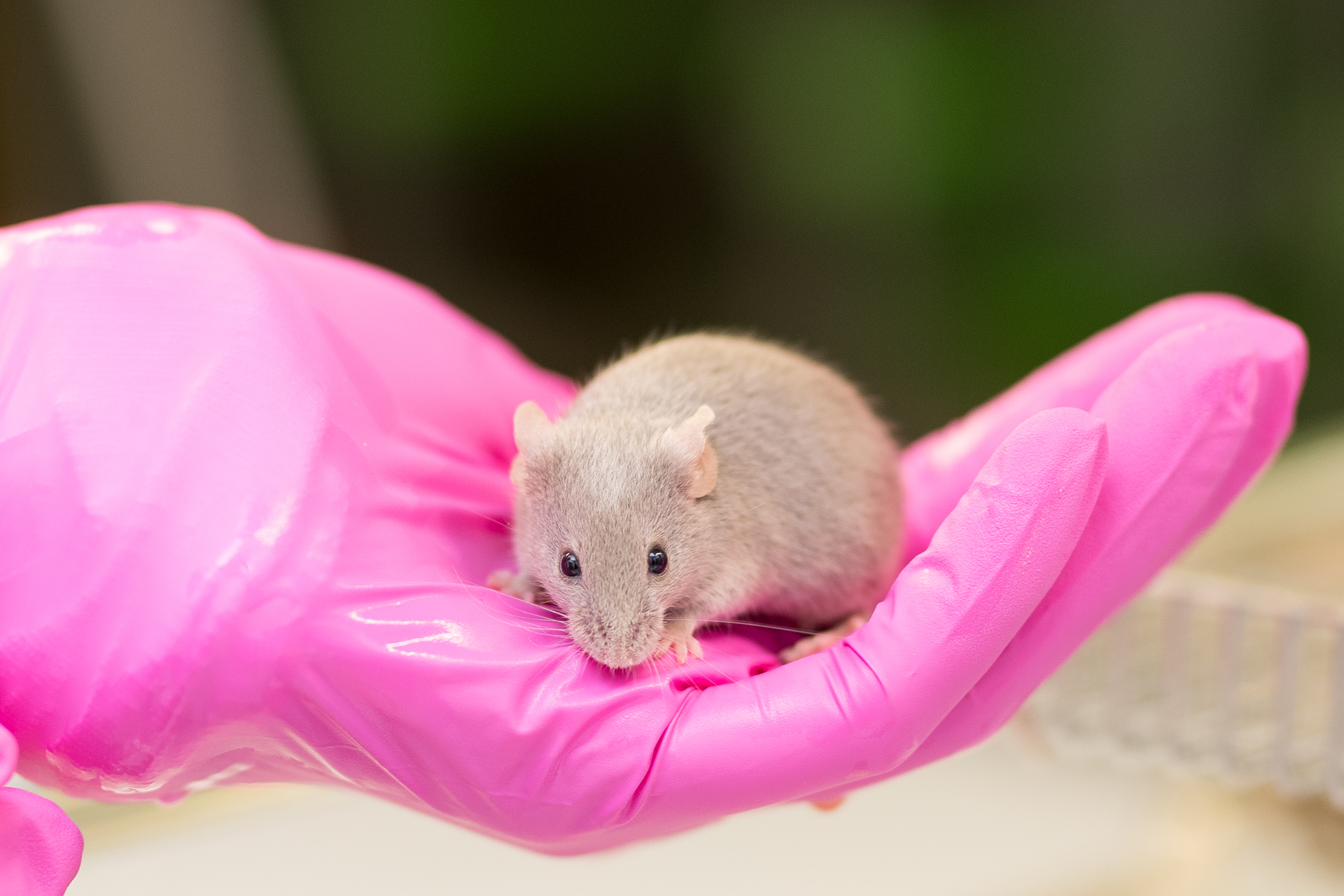 Melbourne Bioresources Platform | University of Melbourne